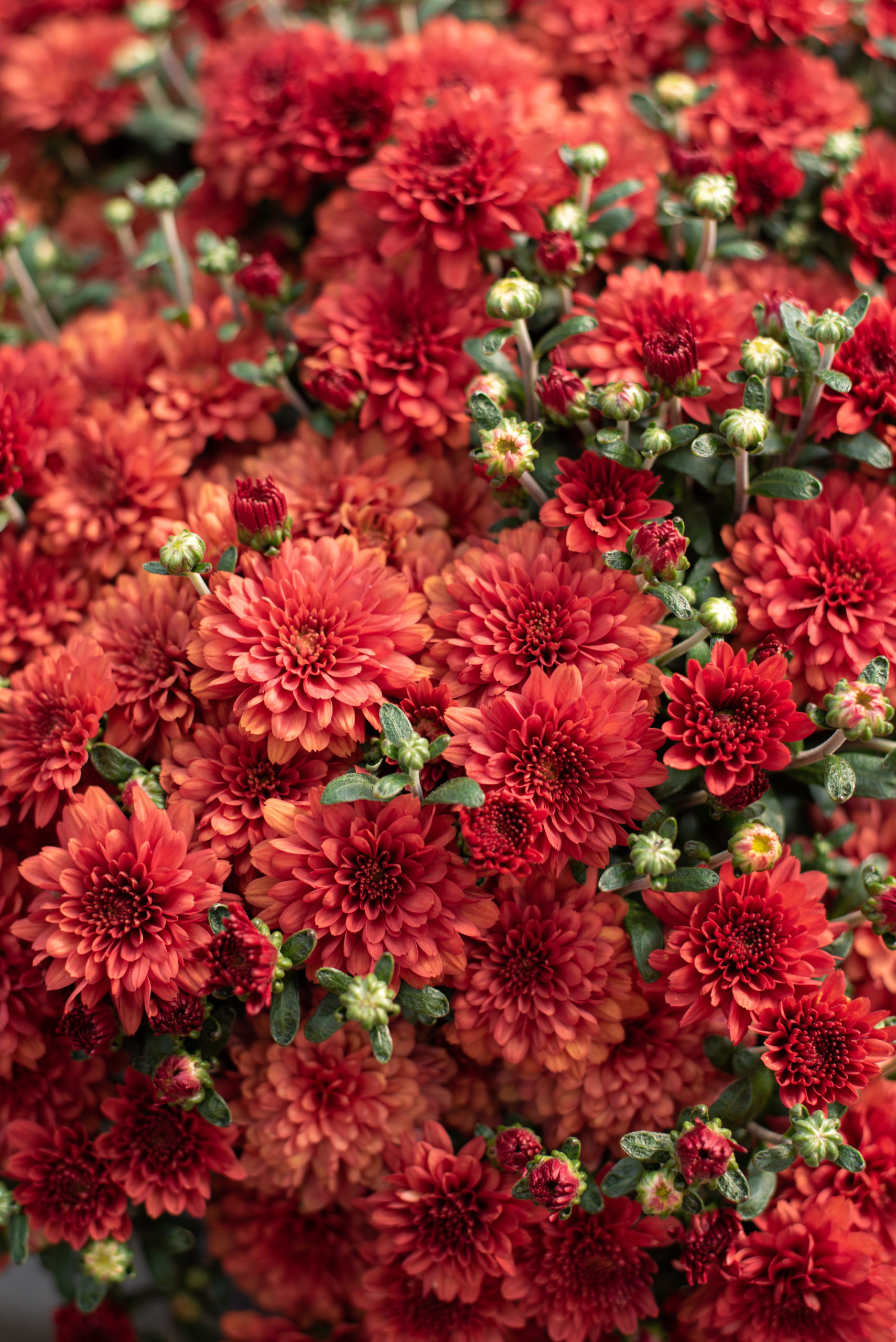 How to Get the Most Out of Your Mums - Heeman's