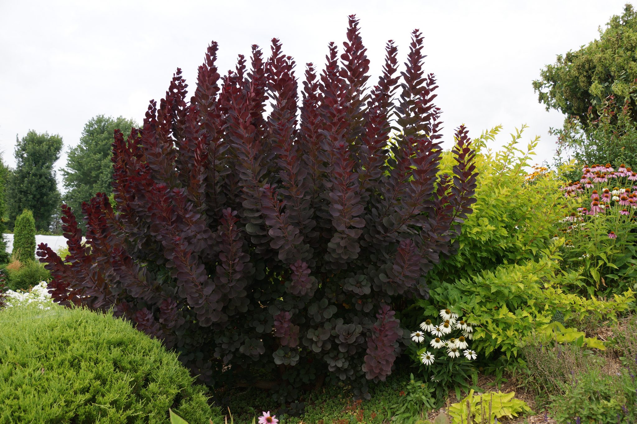 Top 10 Tips to Growing Healthy Shrubs & Vines - Heeman's