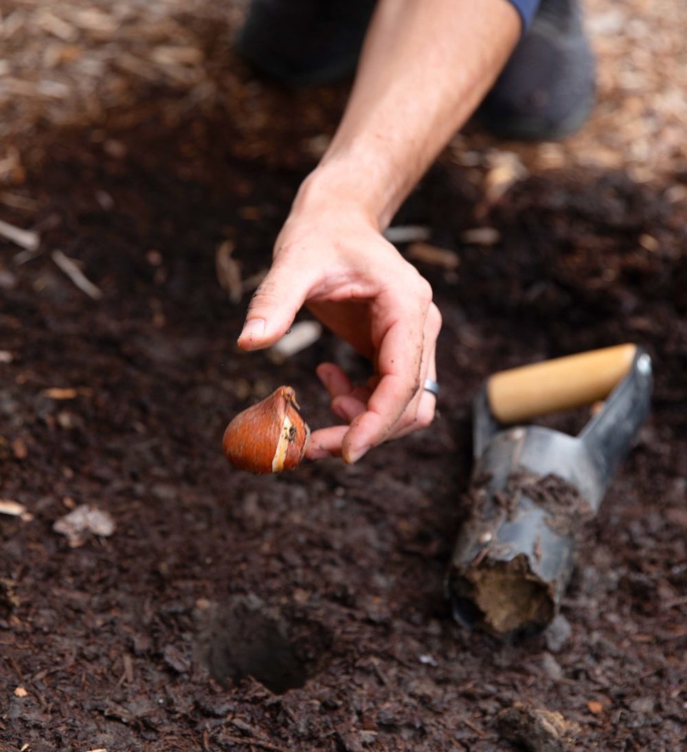 How To Plant Spring Bulbs Heeman S