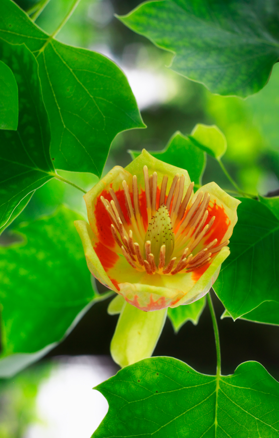 The Benefits of Planting Native Trees - Heeman's