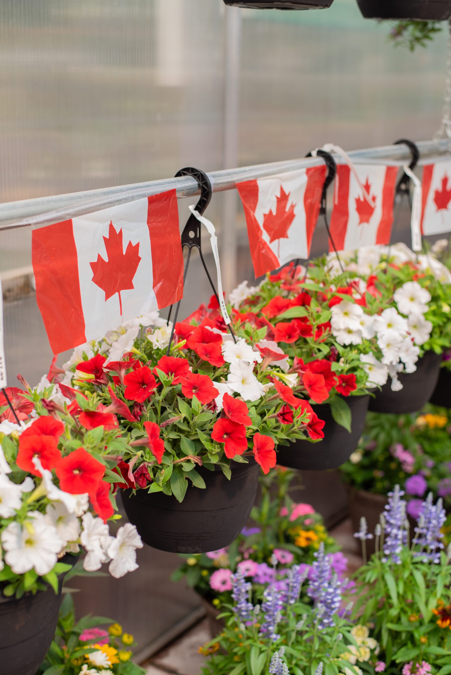 Shopping Canadian - Heeman's